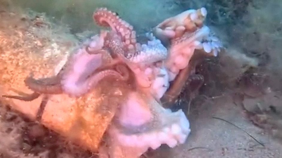 Two Octopuses Wrapped Up In Brawl - Videos from The Weather Channel
