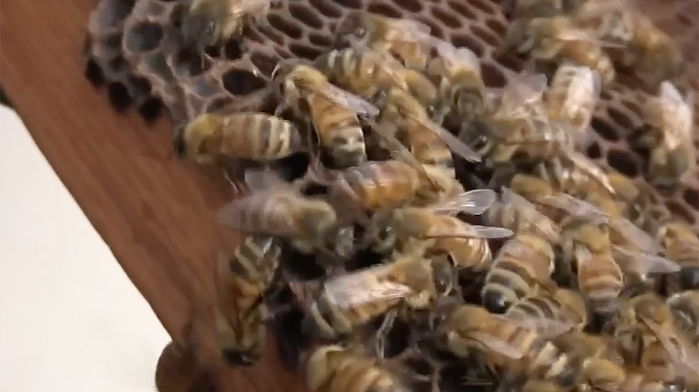 Air Pollution Sends 33 Million to ER Every Year, Study Says - Videos ...