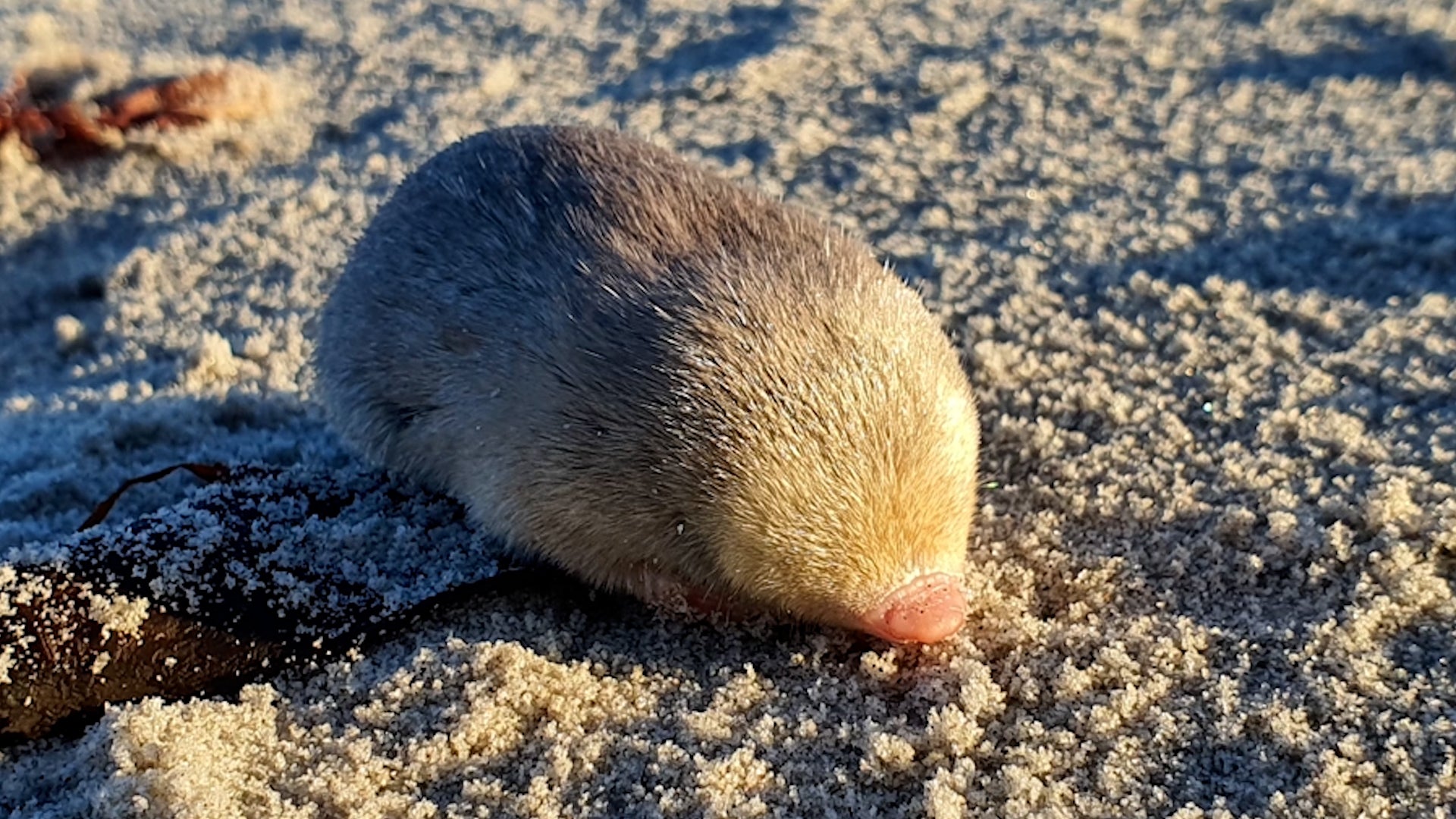 Lost Animal Species Found Thanks To DNA - Videos from The Weather Channel