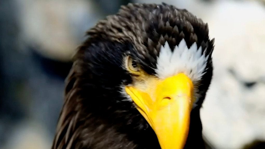 5,000 Miles From Home, Rare Eagle Wanders North America - Videos from ...