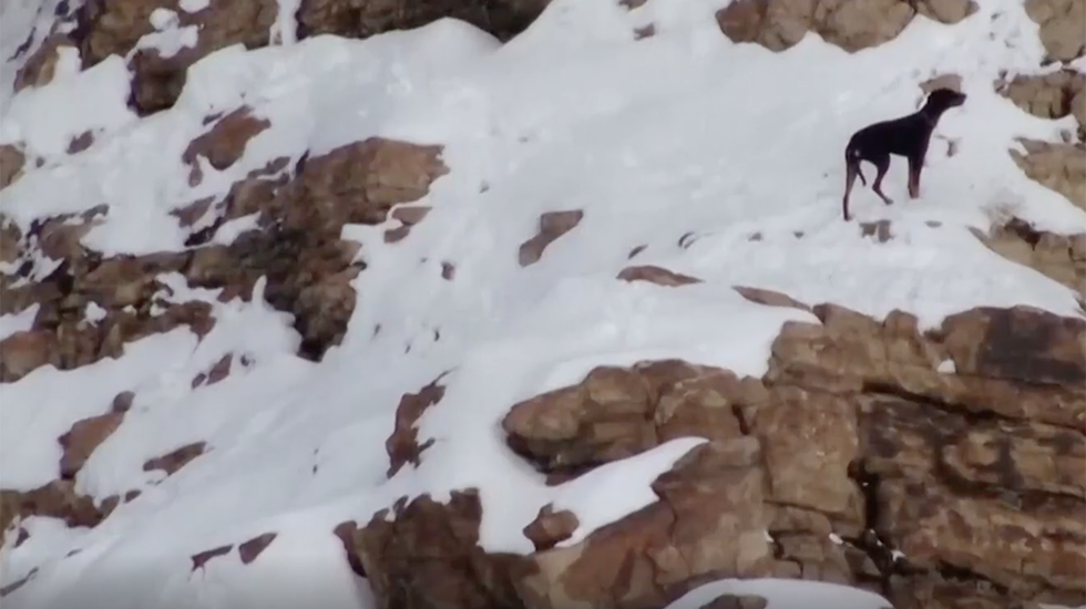 Drone Helps Save Stranded Dog - Videos from The Weather Channel