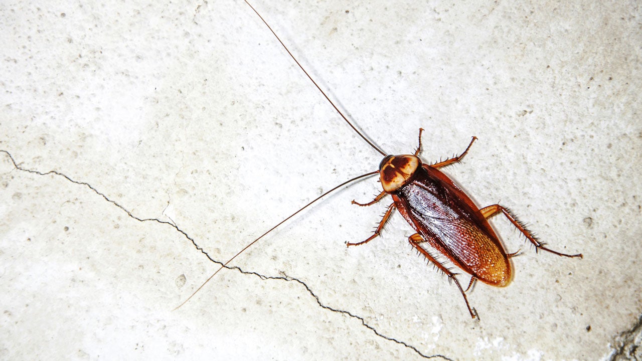 The Most Vermin-Filled Cities in America | The Weather Channel