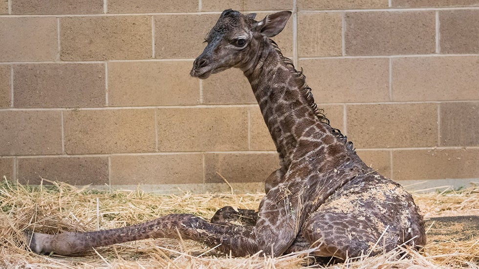 Big Babies: Newborn Giraffes Born 6 Feet Tall, Both Weighing in at More ...