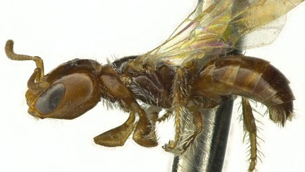 These 'Ant-Like' Bees Are Like Nothing Scientists Have Seen Before ...