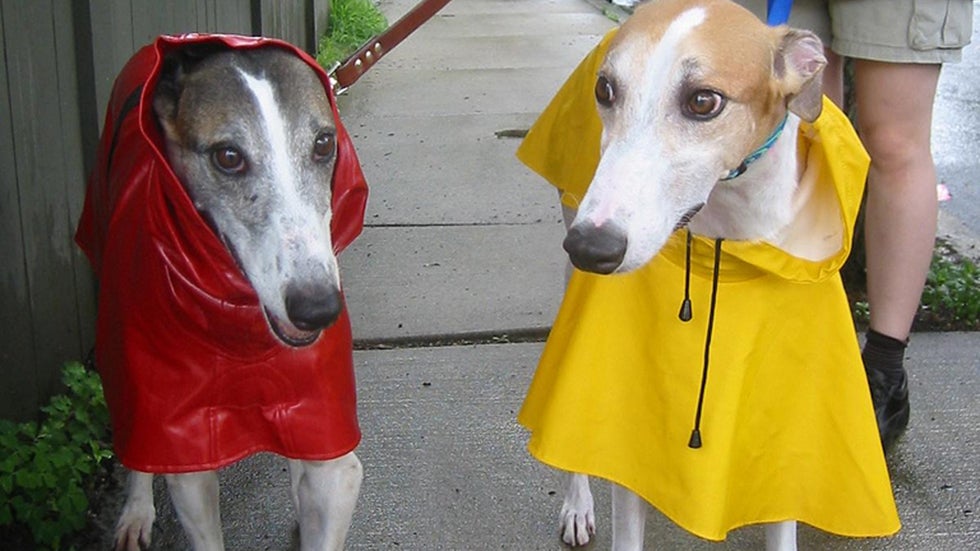 PHOTOS: Dogs Ready for the Rain! | The Weather Channel