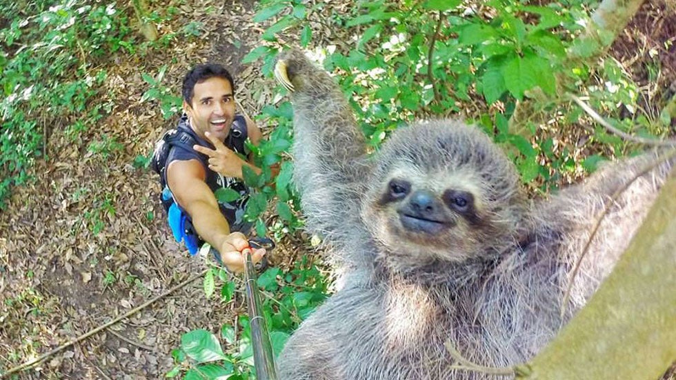 This Sloth in Brazil Has Mastered the Art of the Selfie | The Weather ...