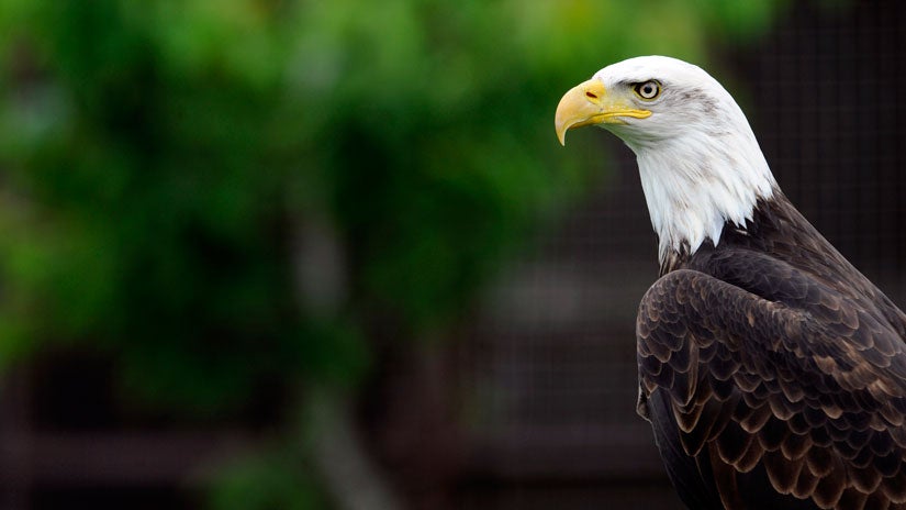 High Levels of Toxic Flame Retardants Found in Michigan's Bald Eagles ...