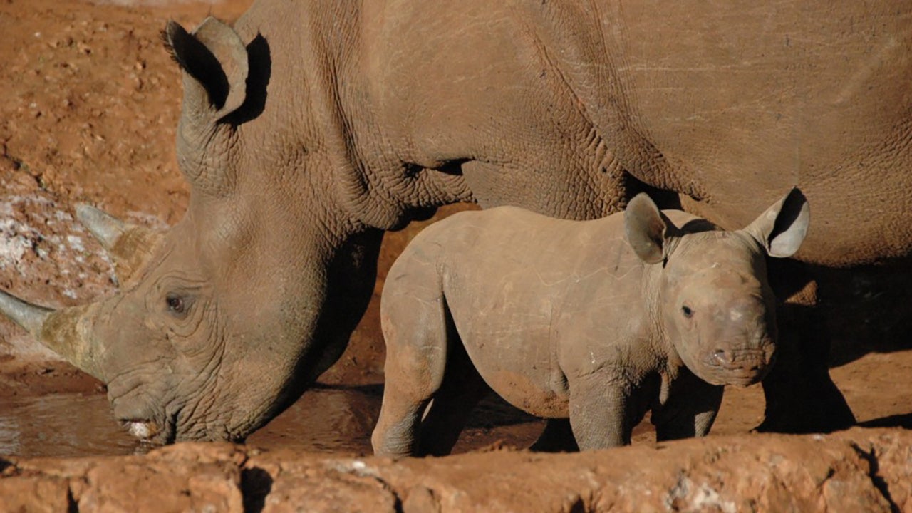 Rare Baby Rhino Born in Tanzania (PHOTOS) | The Weather Channel