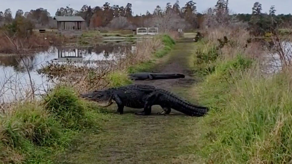Giant Gator: Are We Seeing Double? - Videos from The Weather Channel