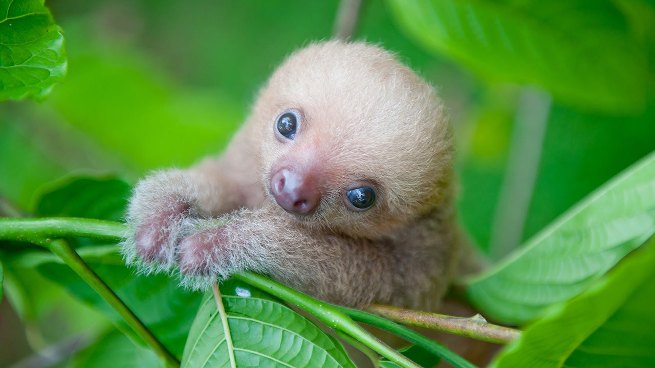 Adorable Orphaned Baby Sloths Captured on Camera (PHOTOS) | The Weather ...