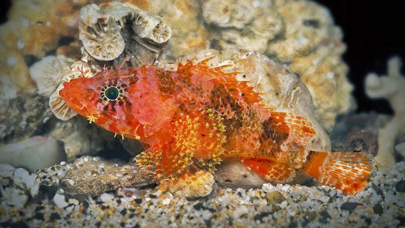 Orange Scorpion Fish Southern Red Scorpionfish Scorpaena Papillosa