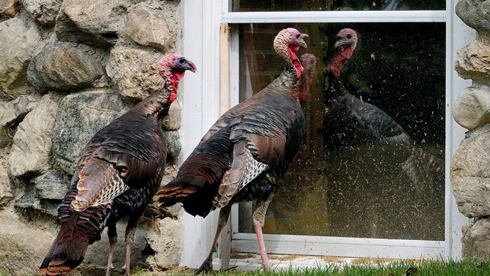 Massachusetts Wild Turkeys Wreak Havoc, Scaring Residents | The Weather ...