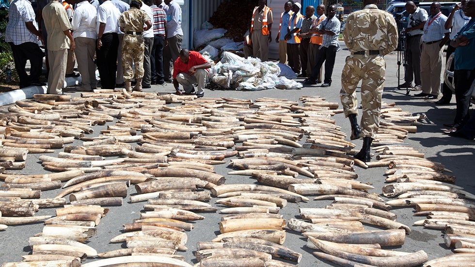 Countries Take Urgent Measures to Halt Elephant Ivory Trade in Africa ...