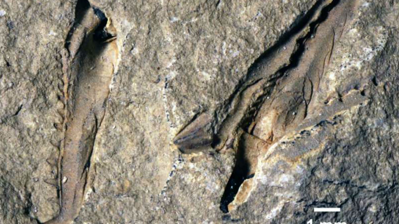 Extinct 400 Million-Year-Old Monster Worm Fossil Discovered In Canada ...