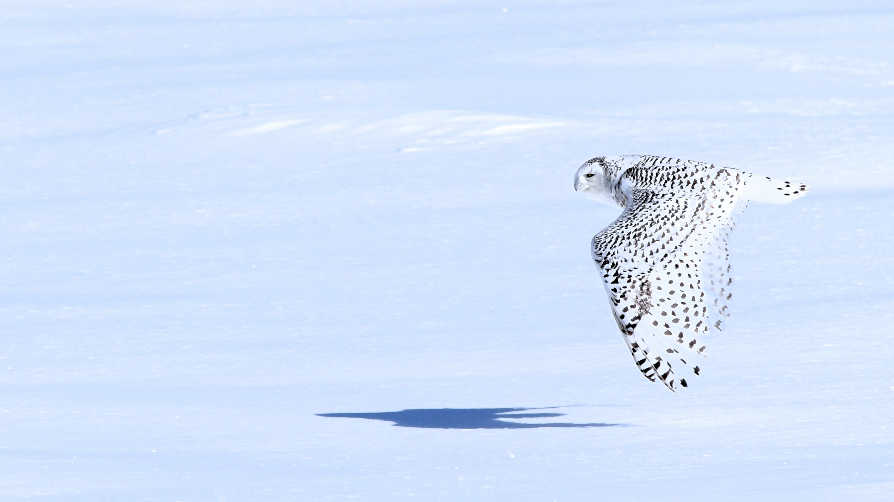 Ship Captain Spots Snowy Owl Off Maine's Coast | The Weather Channel