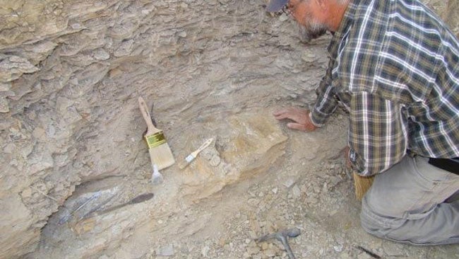 Colorado Researchers Unearth Rare Fish Fossil | The Weather Channel