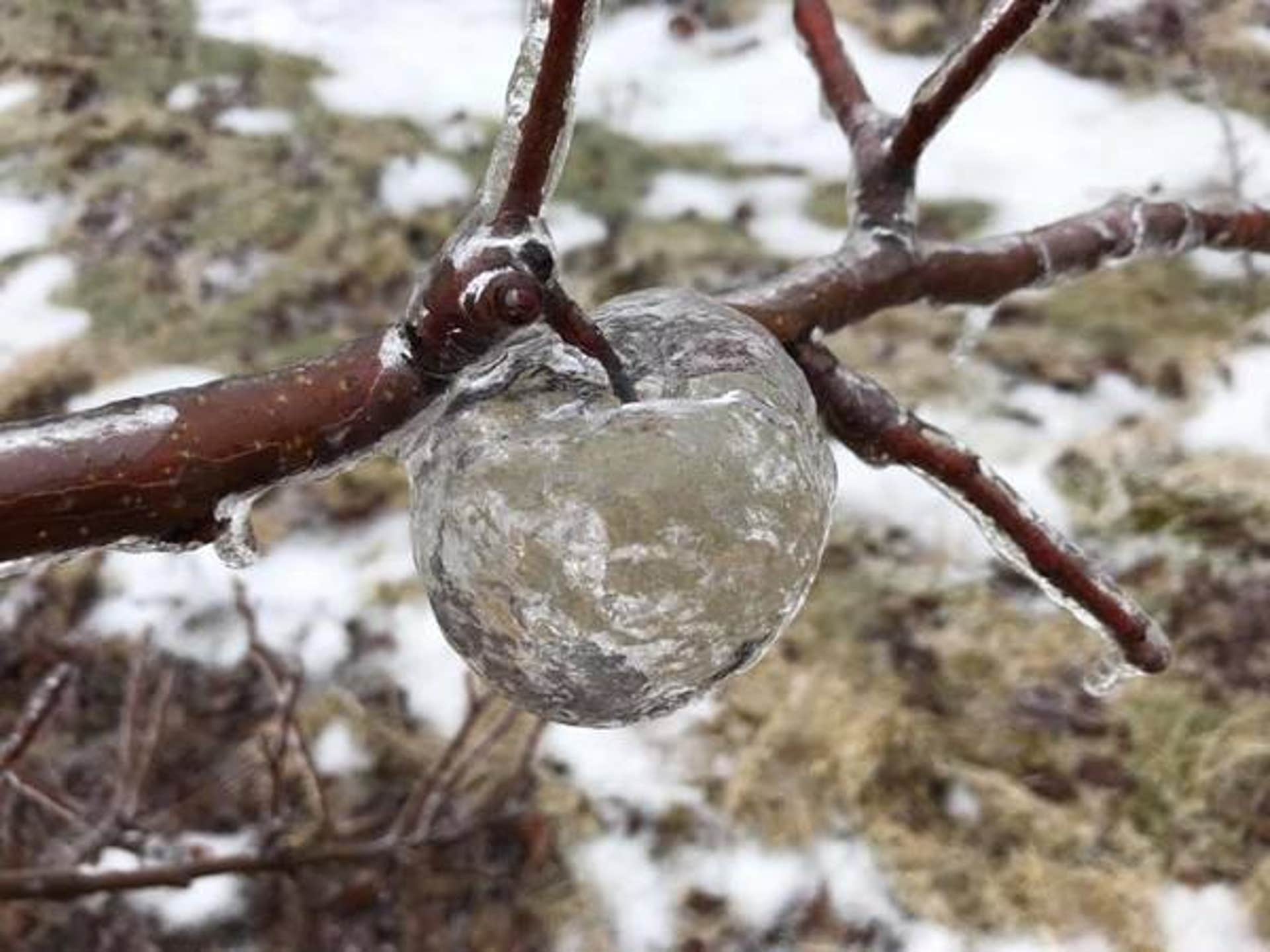 Weather Words: Ghost Apples | Weather.com