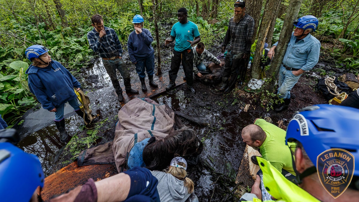 Dozens Of People Save Two Horses From Mud | Weather.com