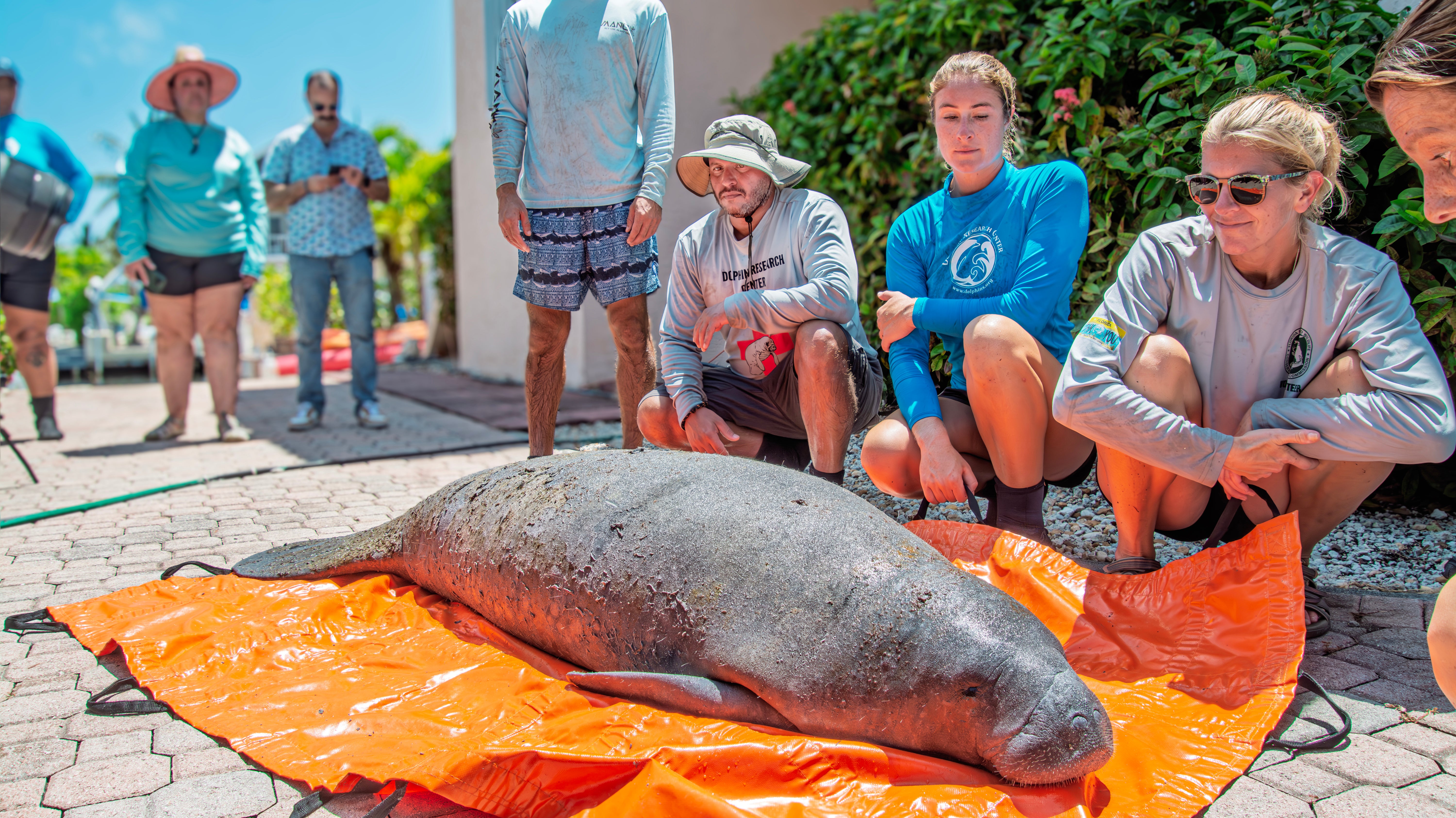 Manatee Rescues Surge In Florida Keys In 2025 | Weather.com