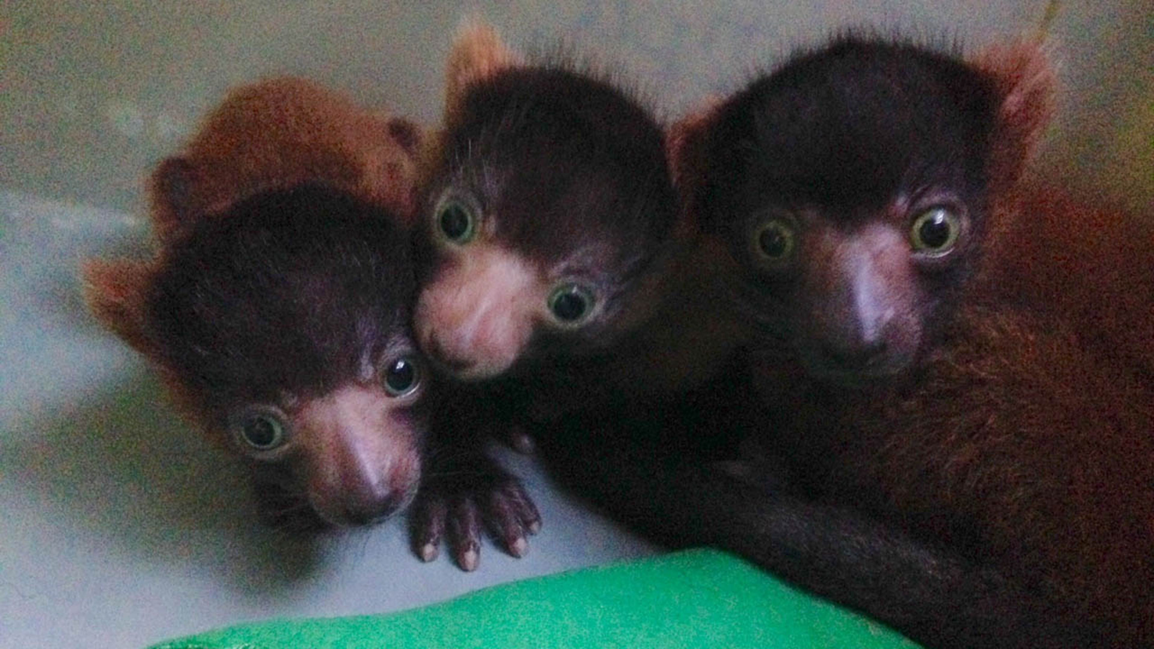 Baby Red-Ruffled Lemurs Born at National Zoo in Washington, D.C ...