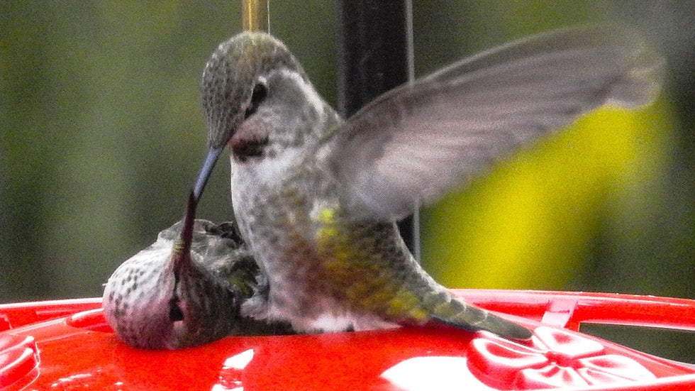 Hummingbird's Heart-Melting Display of Kindness - Videos from The ...