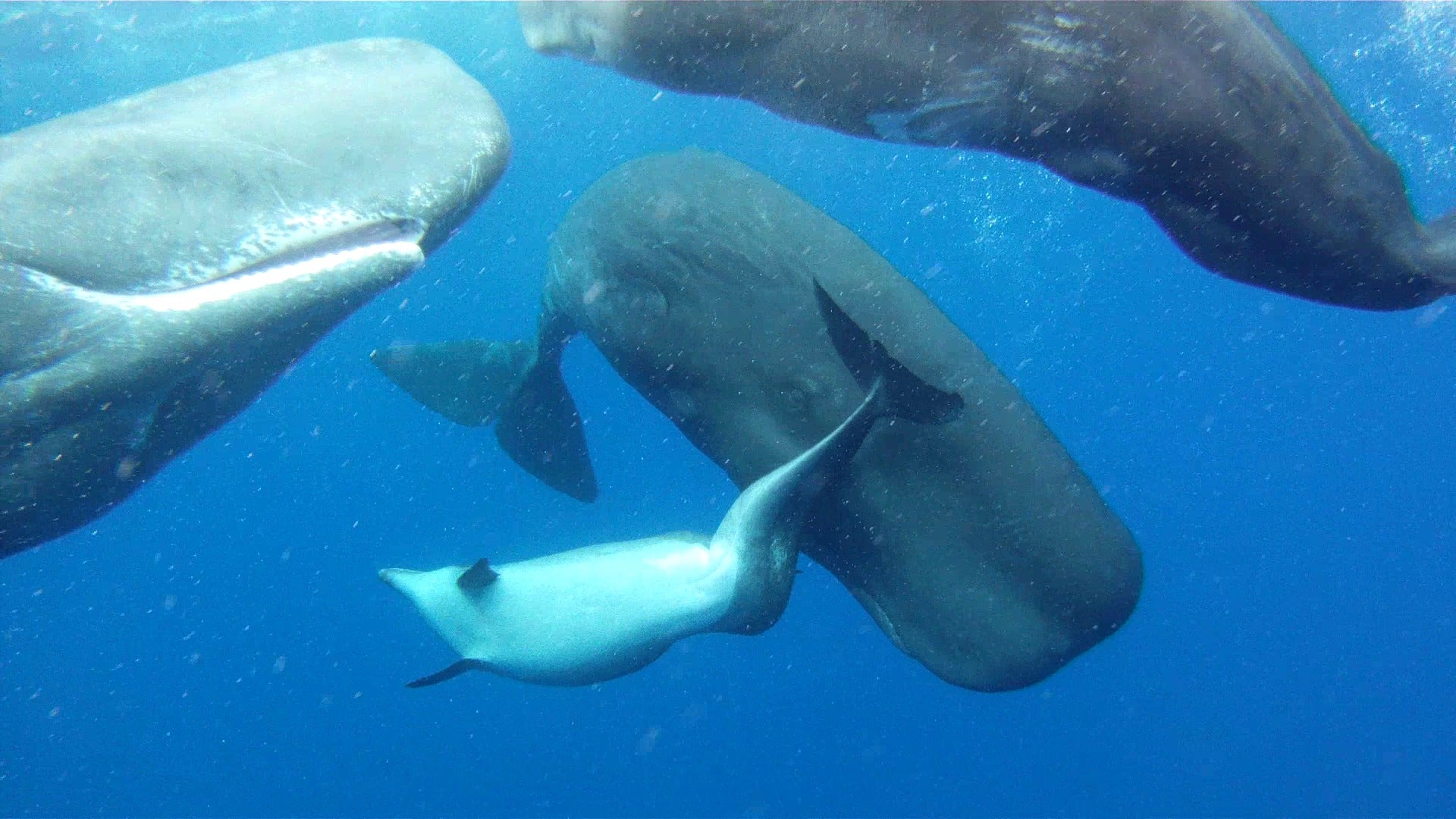 Sperm Whales Adopt Disabled Dolphin | The Weather Channel