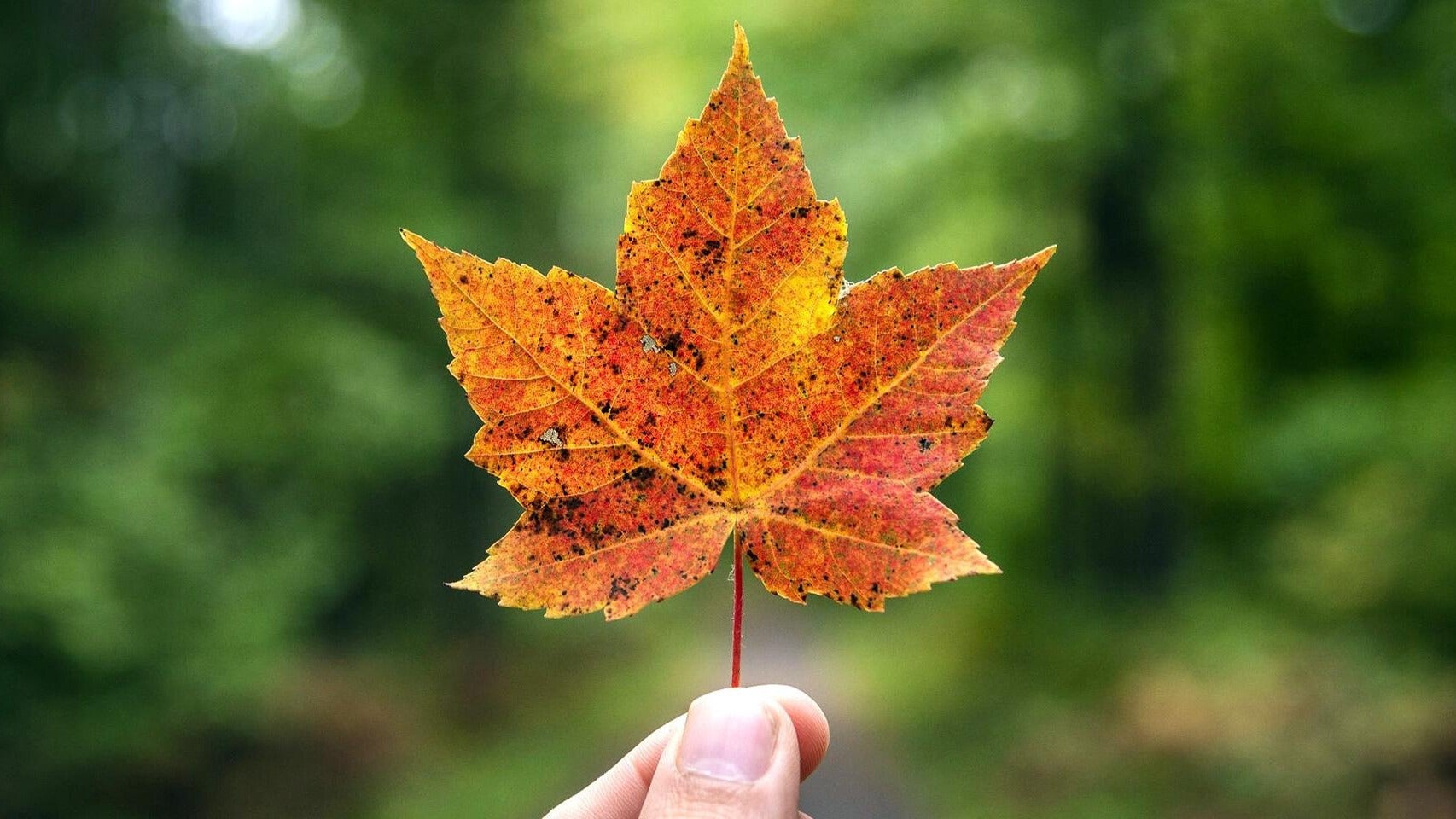 Weather Words: False Fall | Weather.com