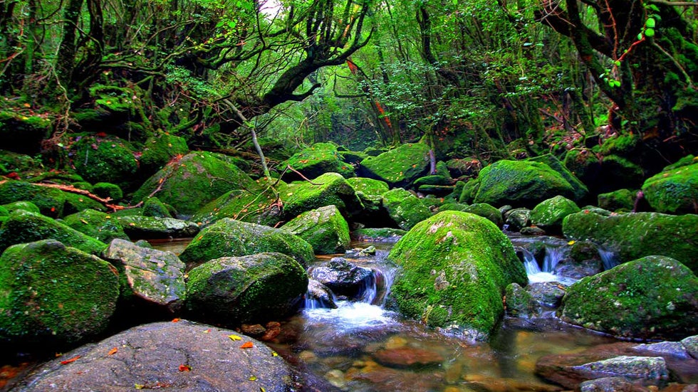 Beautiful Dreamscapes of Yakushima, Japan (PHOTOS) | The Weather Channel