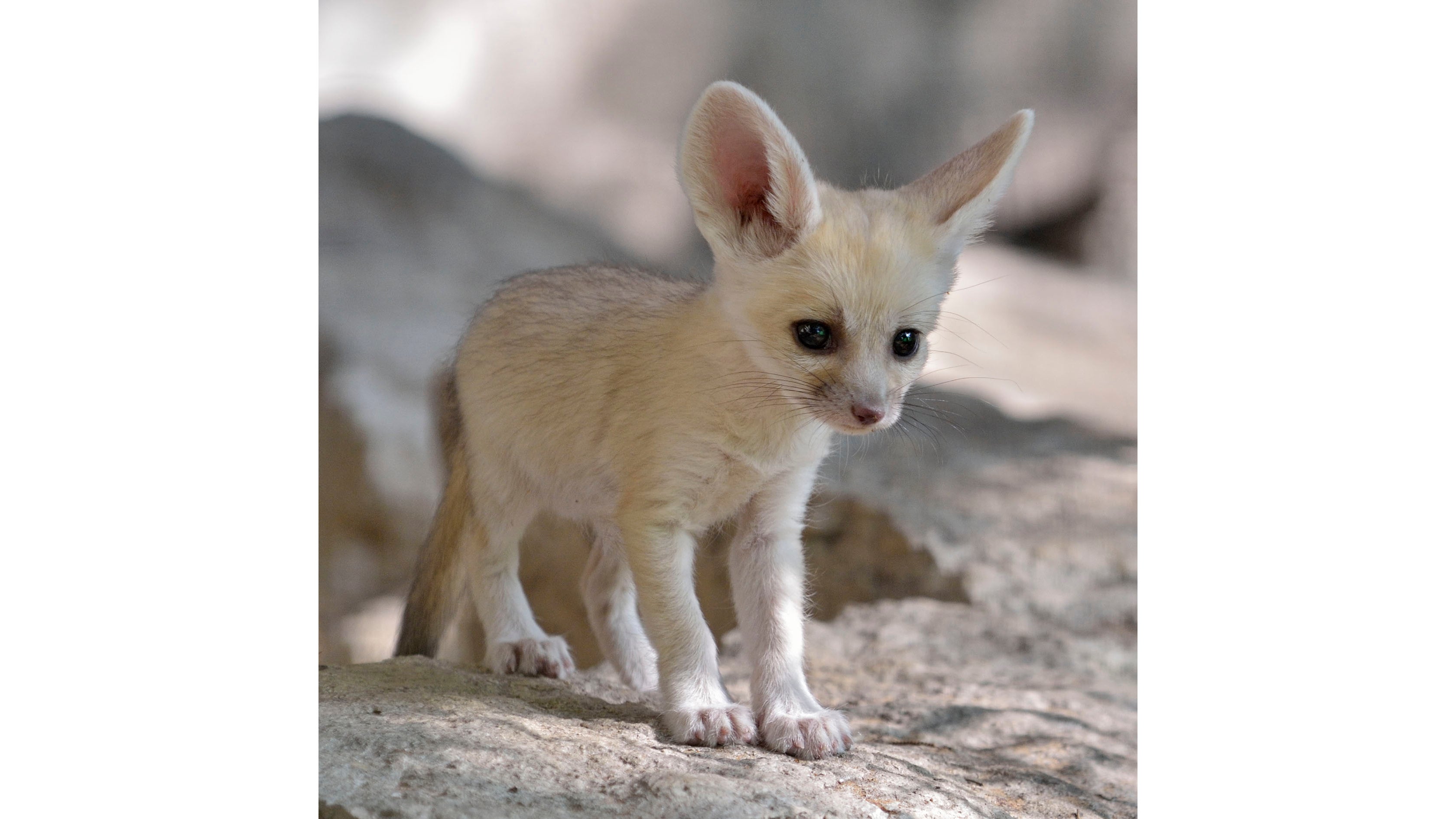 Big-Eared Fox Cubs Born at Zoo (PHOTOS) | The Weather Channel