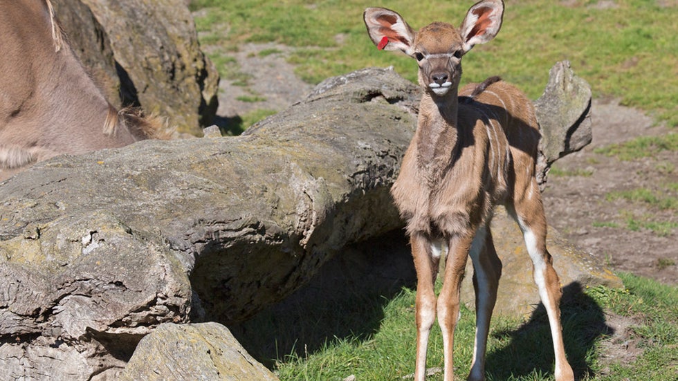 Zoo Welcomes Two Rare Baby Animals (PHOTOS) | The Weather Channel