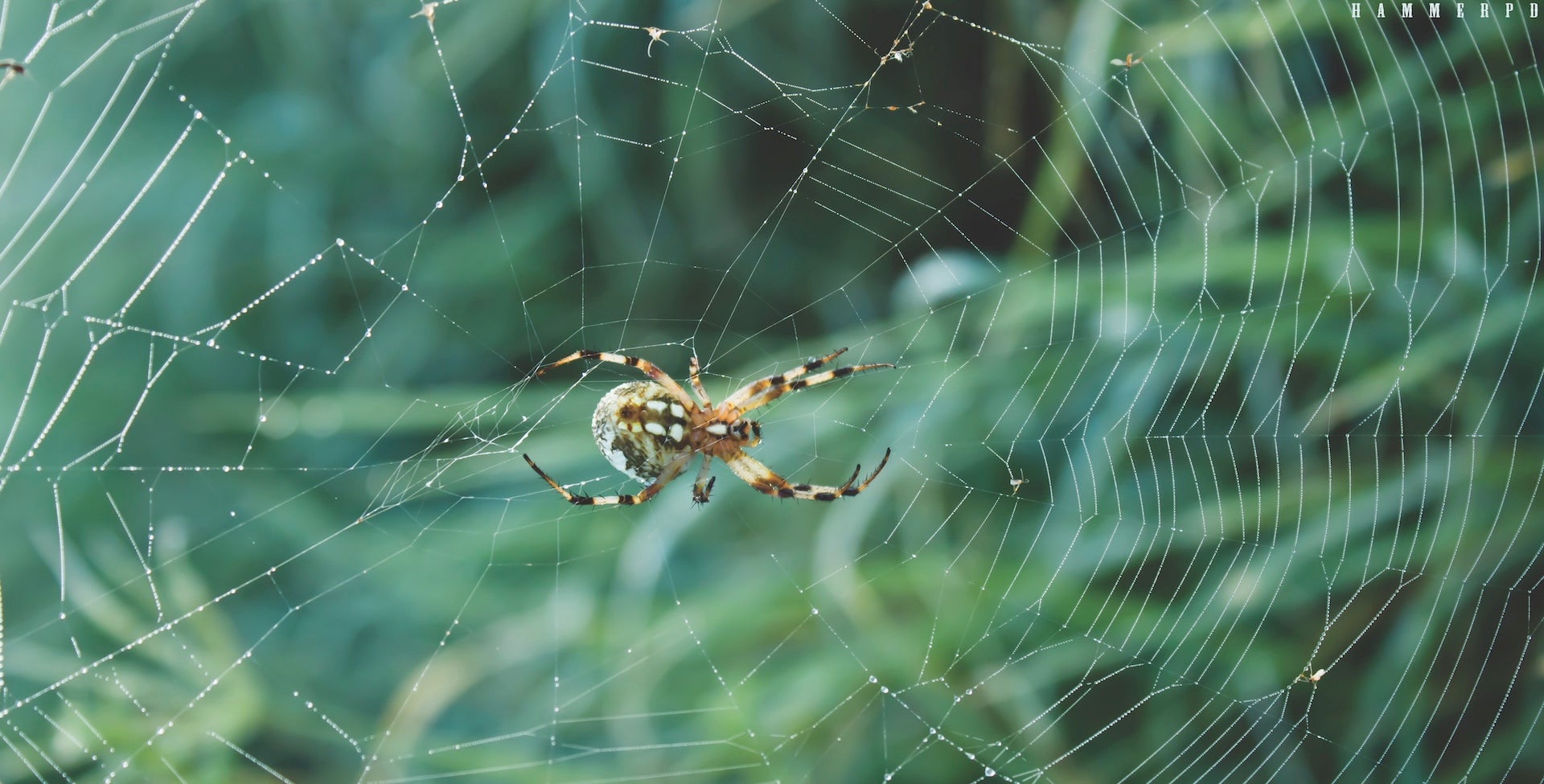 Fall's Bug Forecast Keeps Pests Around Longer | Weather.com