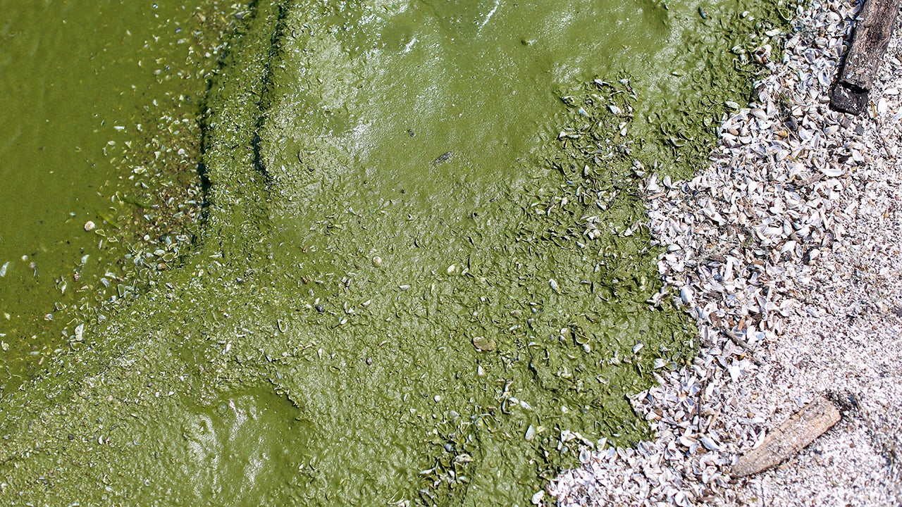 International Agency To Take Closer Look at Lake Erie Algae Blooms ...