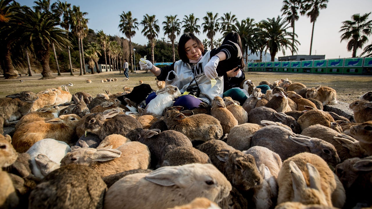 20 Places Overrun by Animals (PHOTOS) | The Weather Channel