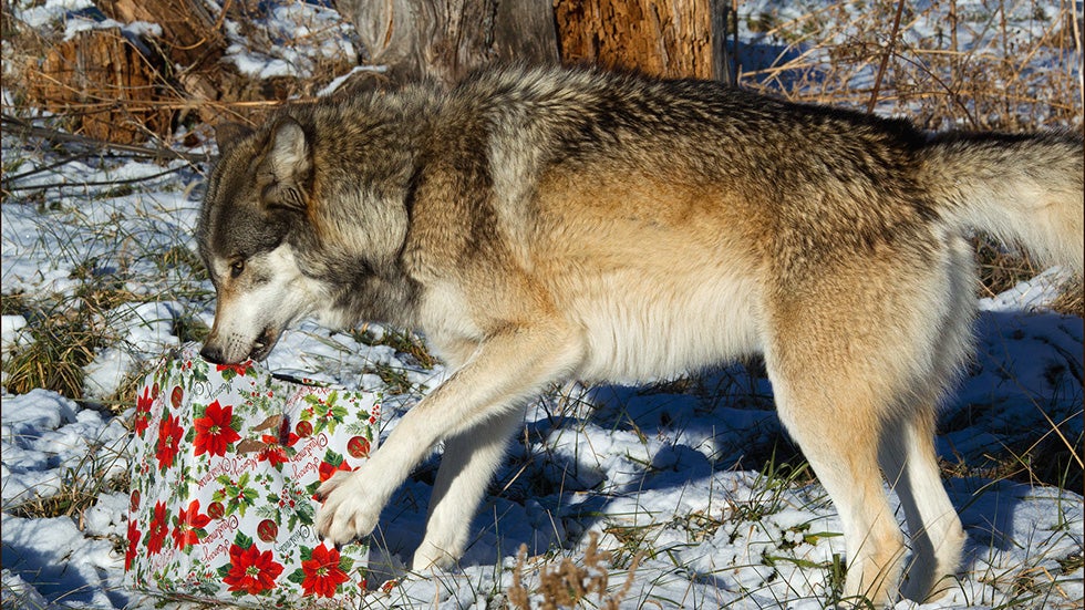 Wolves Celebrate Christmas with Treat-Filled Gifts (PHOTOS) | The ...