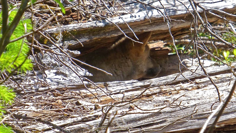 Oregon Wolf Has Puppies, Creates First Pack in the Cascade Mountain ...