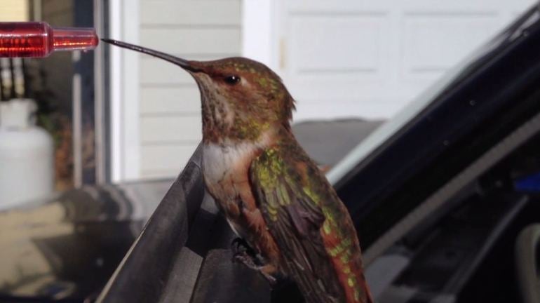 Seattle Firefighter, Andy Reilly, Saves a Hummingbird | The Weather Channel