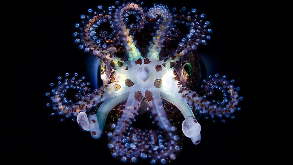 Astonishing Photos of Luminous Bobtail Squid | The Weather Channel