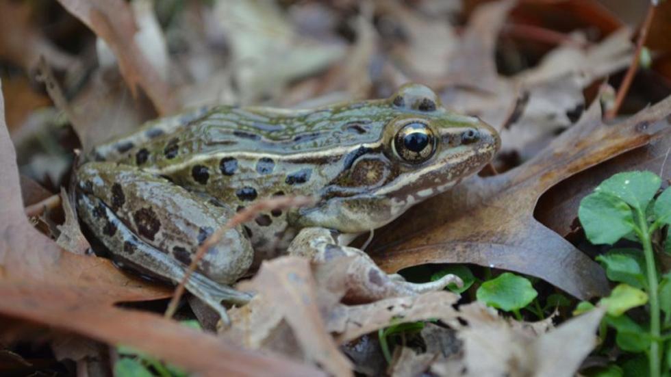 New Frog Species Does Not Croak, Makes Un-Froglike Sounds | The Weather ...