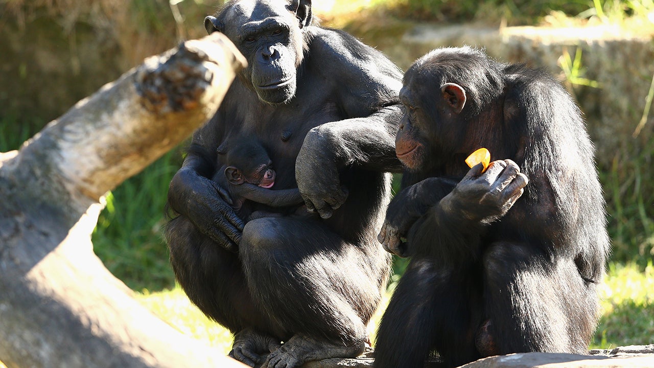 Chimpanzees Are Naturally Violent, Study Says | The Weather Channel