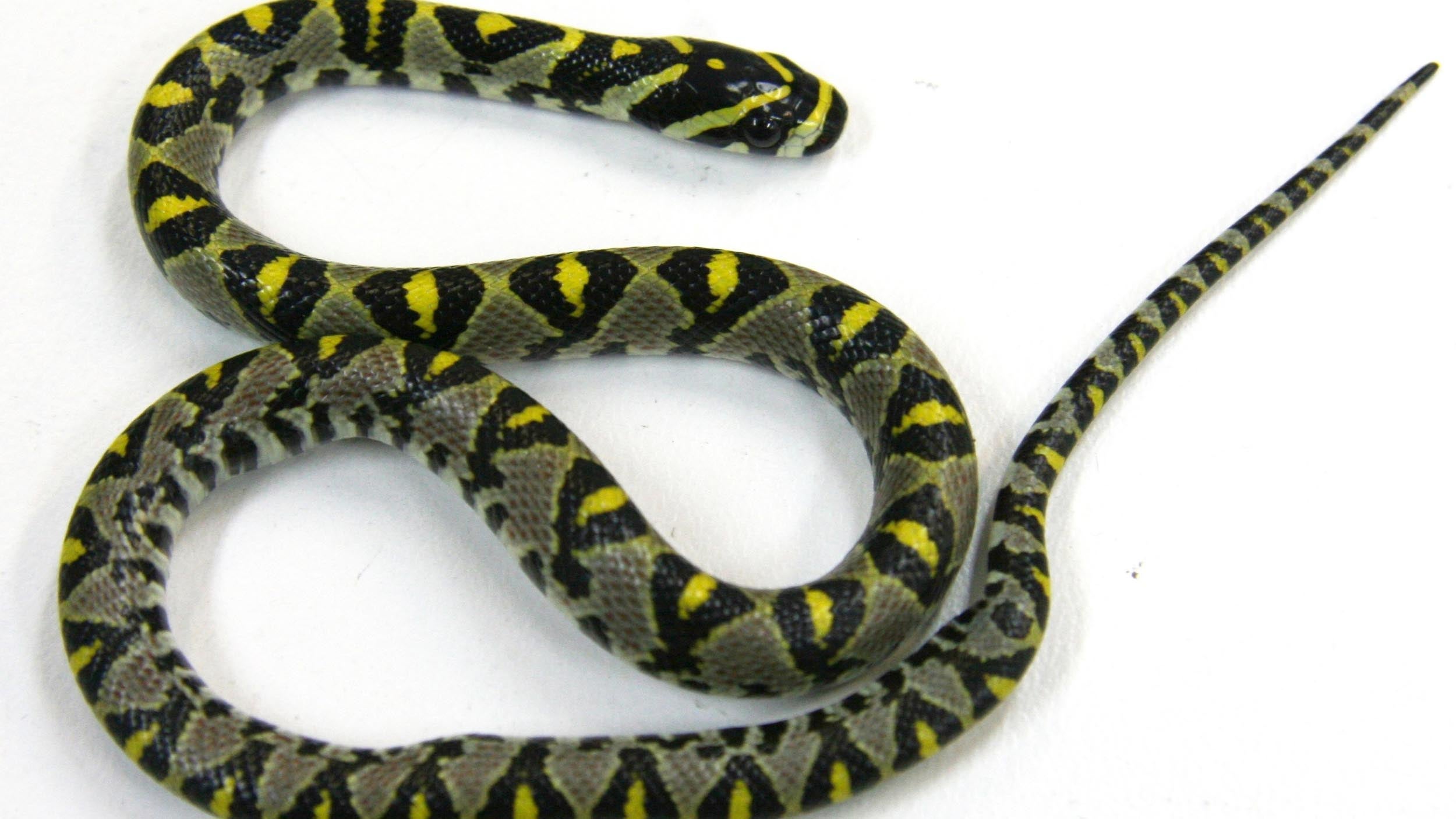 Snake on a Plane: Mandarin Rat Snake Grounds Jet in Sydney | Weather.com