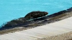 Lizard Gets Luxurious Dip in Hotel Pool - Videos from The Weather Channel