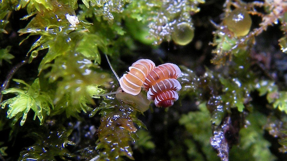 These Snail Beauties Are On the Brink of Extinction | The Weather Channel