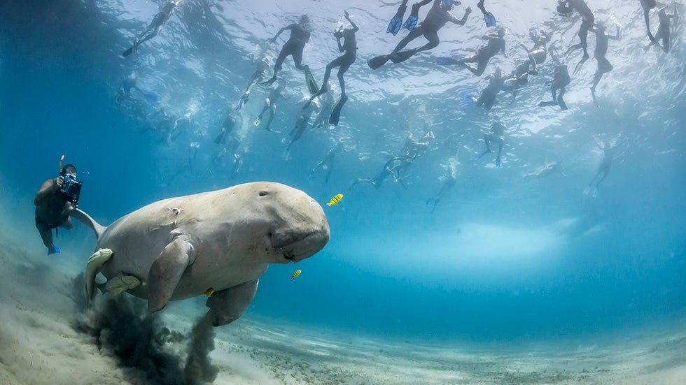 Wildlife Photographer of the Year 2013 Captures Stunning Moments of ...
