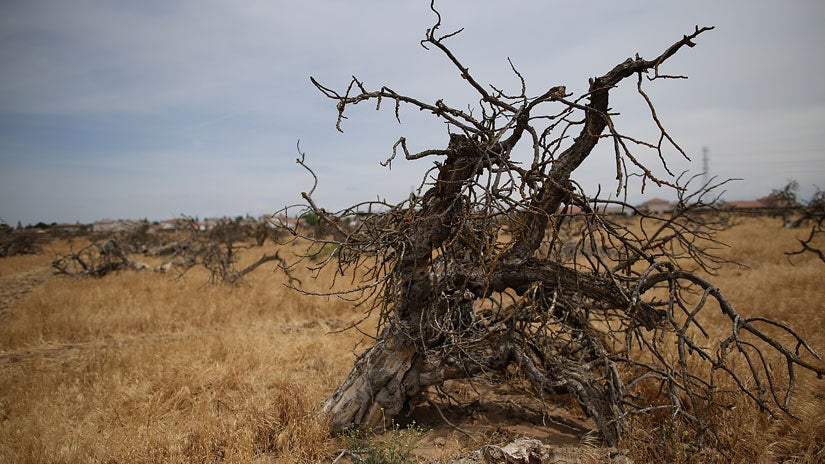 12 Million Trees Killed By Drought Could Fuel Extreme California Fire ...