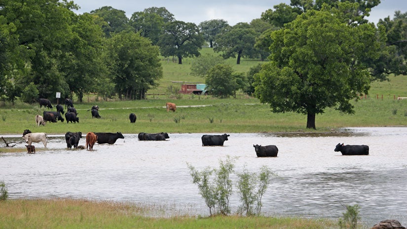 The Texas Flooding Rescues You Haven't Heard About: Saving The Cattle ...