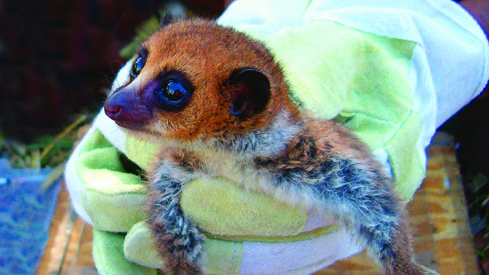 Six Amazing New Species Discovered | The Weather Channel