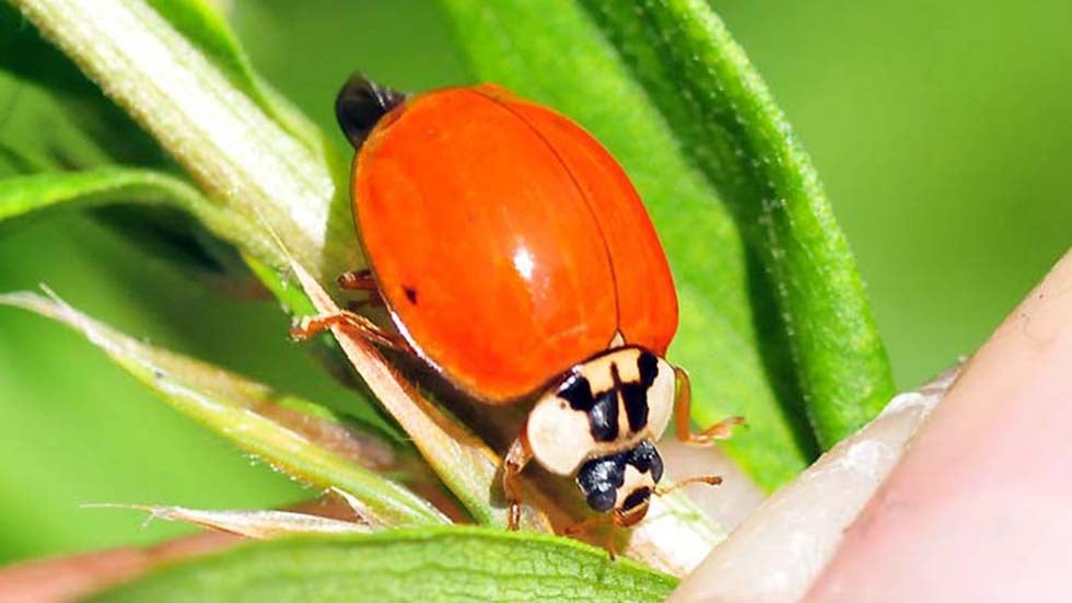 Dazzling Ladybugs and Damselflies (PHOTOS) | The Weather Channel
