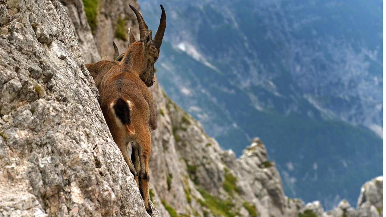 Alpine Ibex Goat Climbing