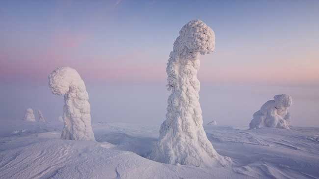 Incredible Photos of Snow-Covered Trees Near Arctic Circle Resemble ...