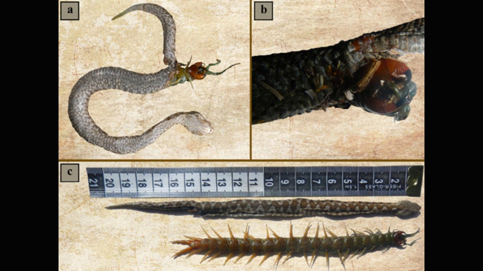 GRAPHIC: Centipede Bursts from Stomach of Snake | The Weather Channel